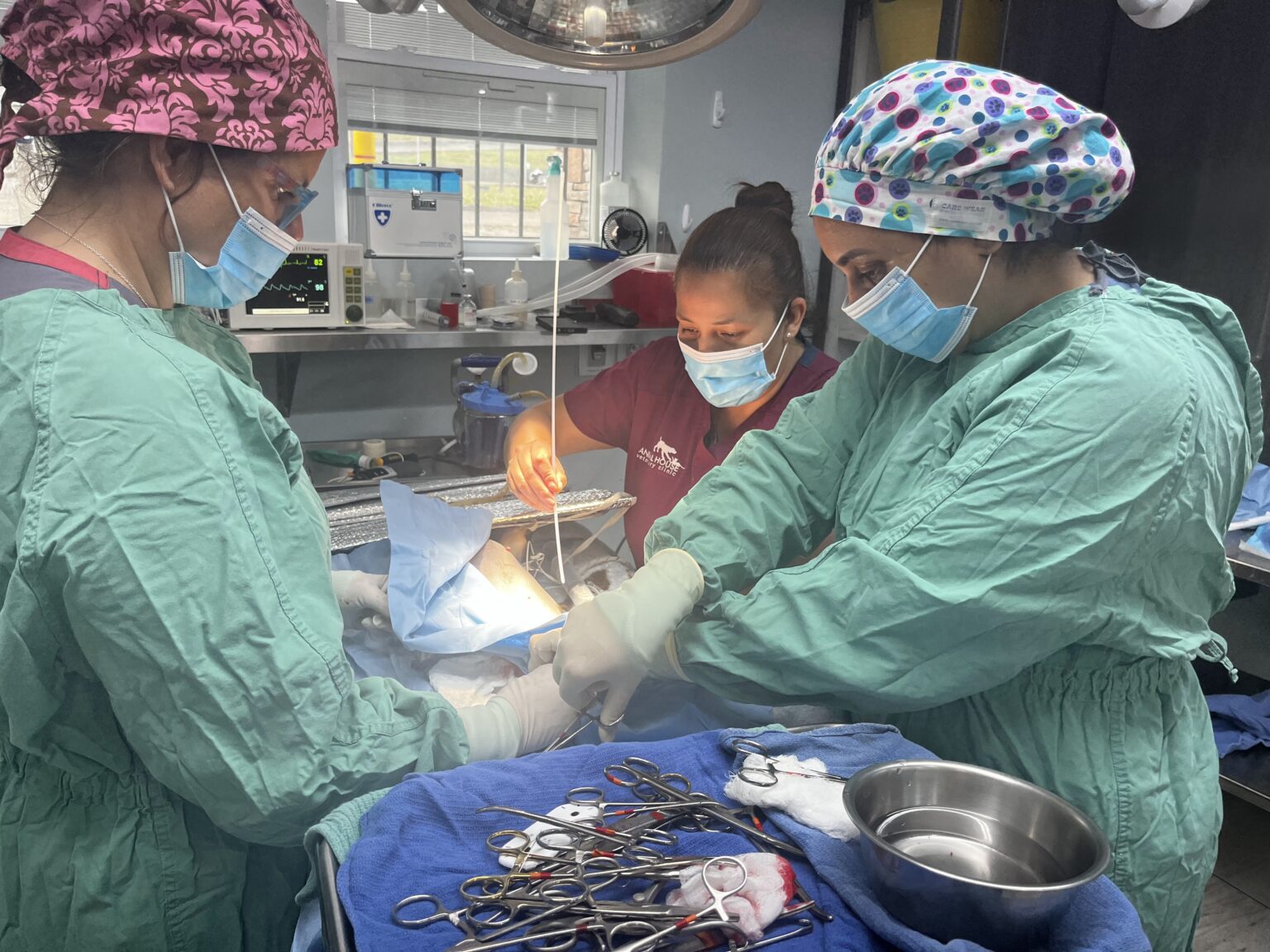 Surgery – Nashville Animal House